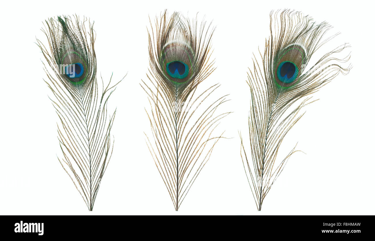 Three Peacock Feathers isolated on a white background Stock Photo - Alamy