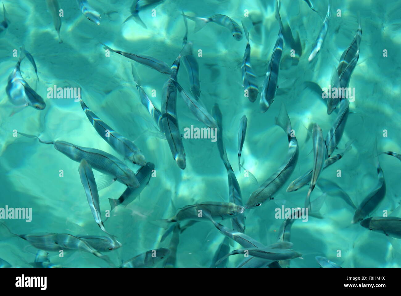 Saddled sea bream hi-res stock photography and images - Alamy
