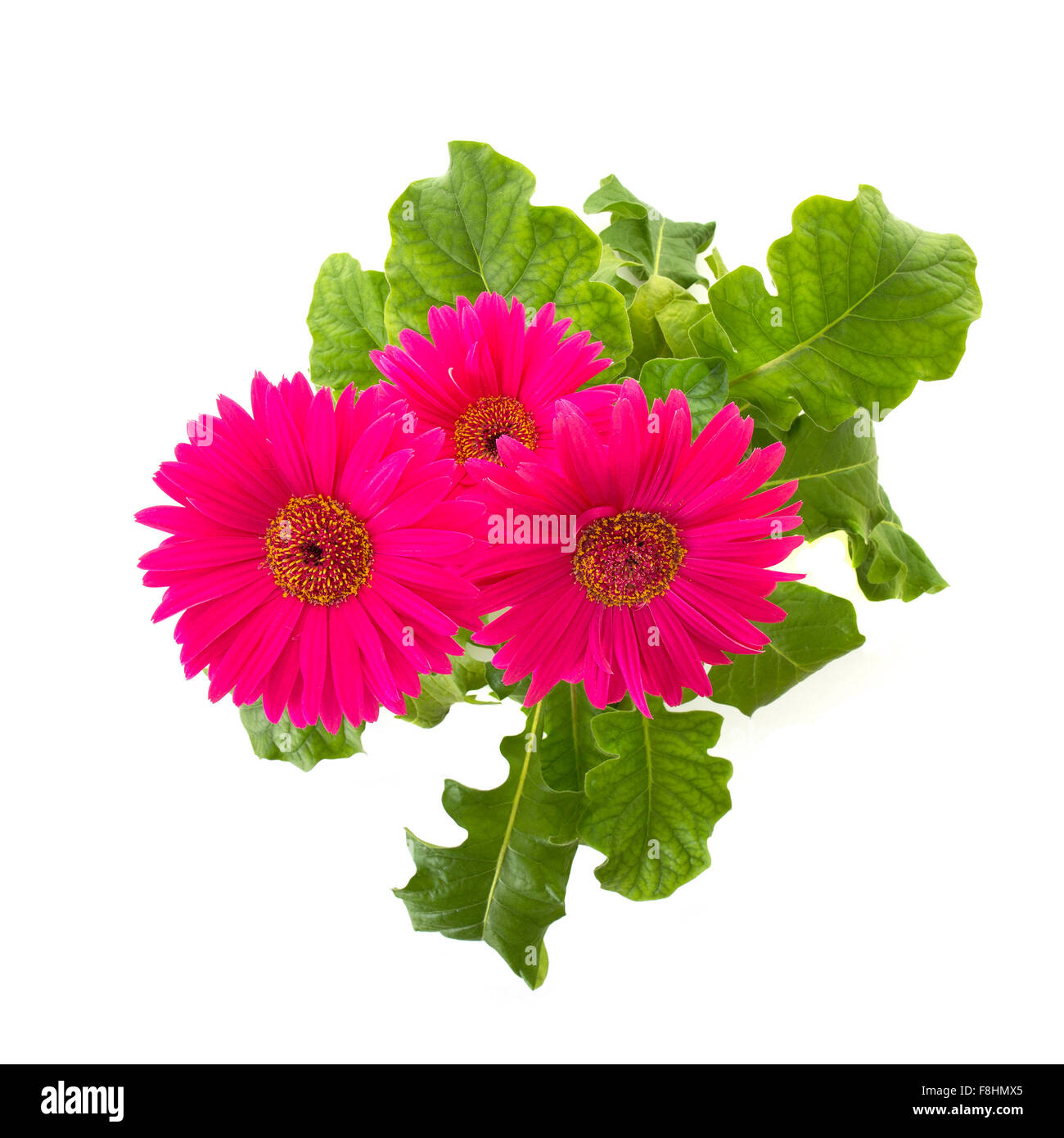 Three Pink Gerbera flowers, Isolated on white background Stock Photo ...
