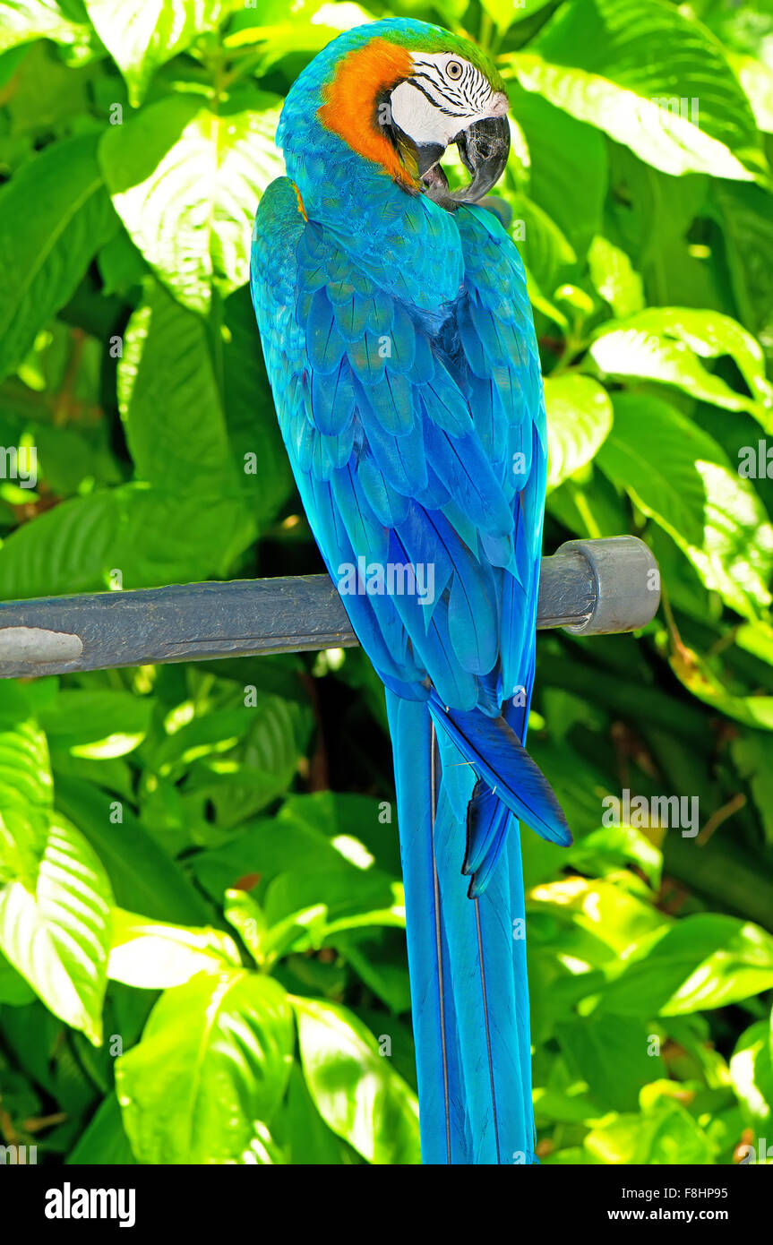 Colourful parrot bird sitting on the perch Stock Photo - Alamy