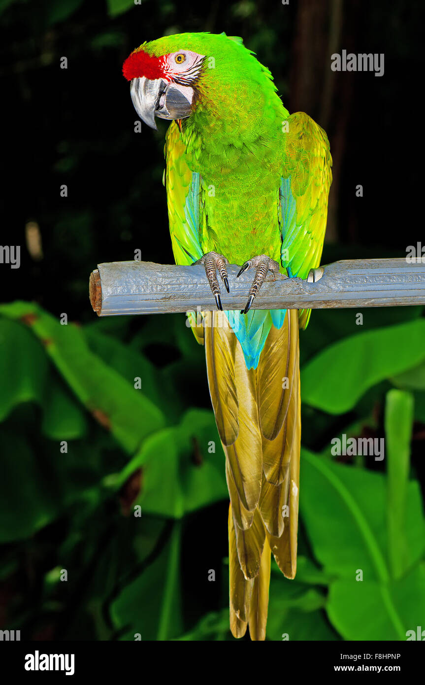 Colourful parrot bird sitting on the perch Stock Photo - Alamy