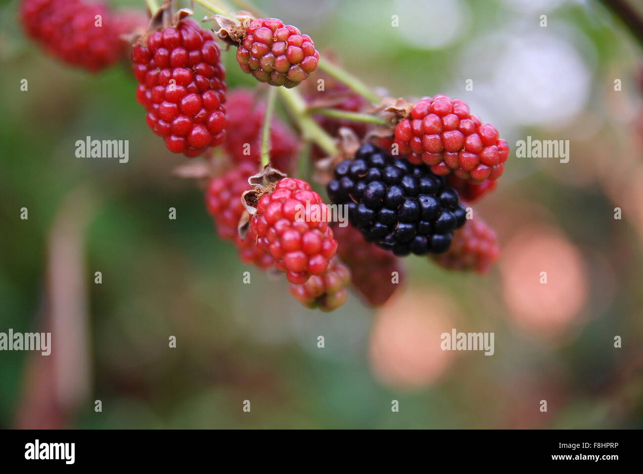 tasty berry in nature Stock Photo - Alamy