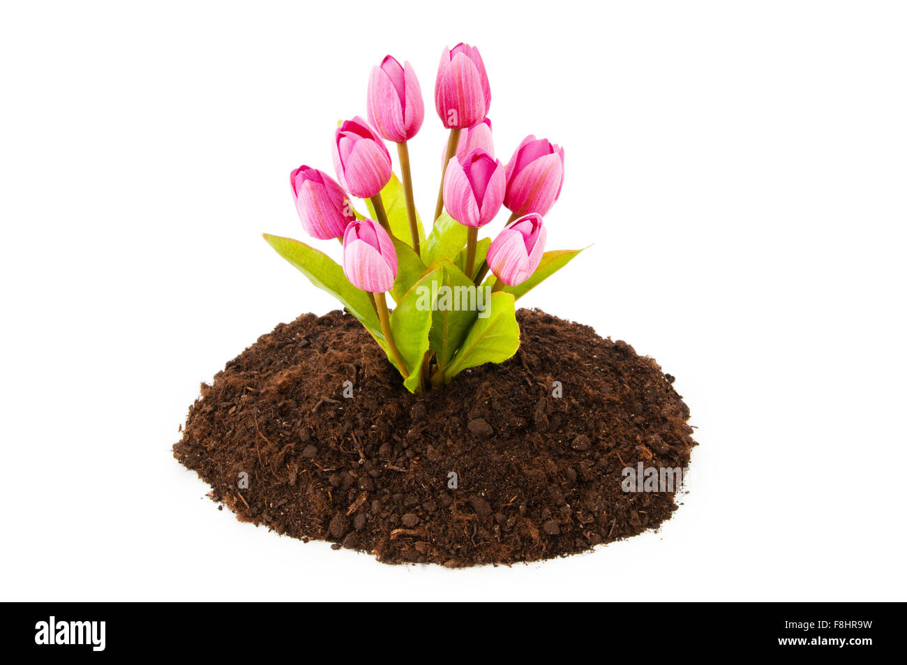 Colourful tulip flowers growing in the soil Stock Photo - Alamy