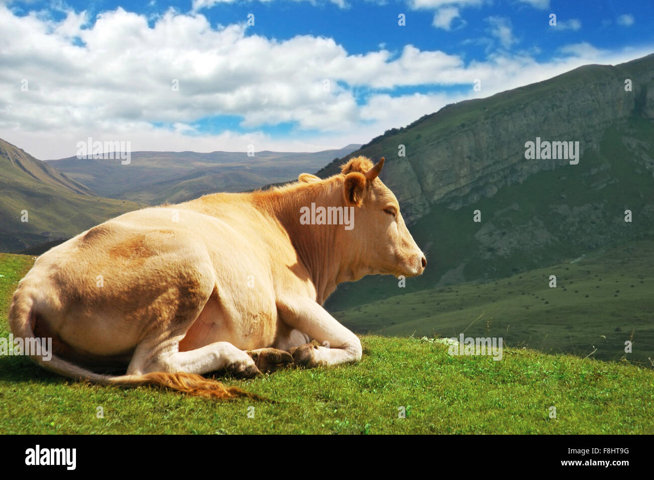 Calf top hill in hi-res stock photography and images - Alamy