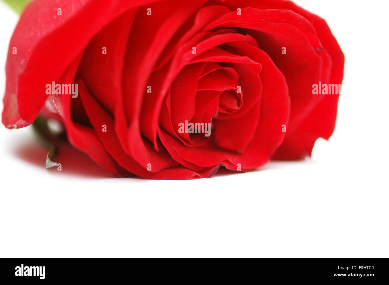 Red rose isolated on the white background Stock Photo - Alamy