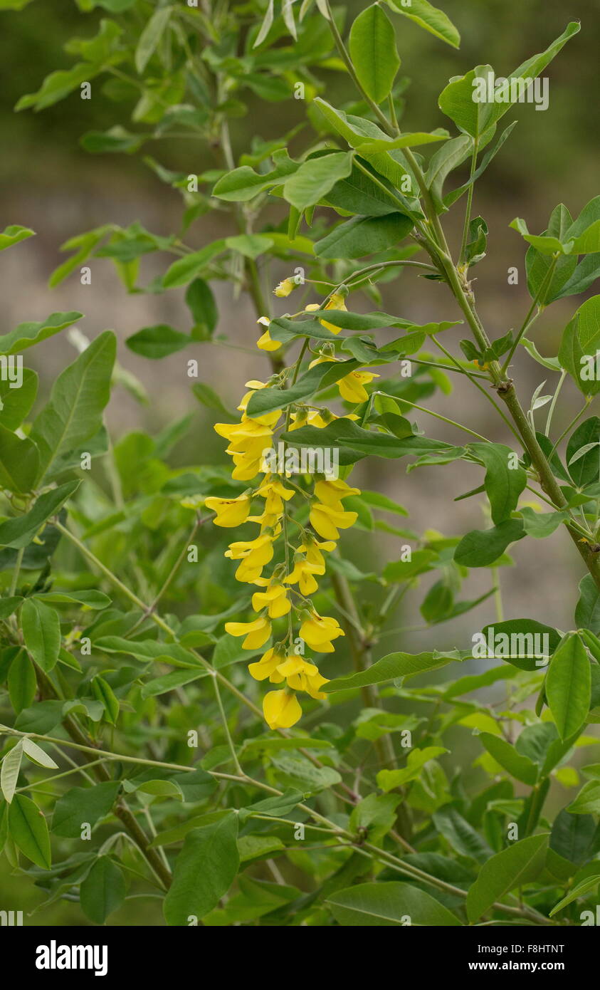 Wild laburnum Laburnum anagyroides in flower, Apennines, Italy Stock ...