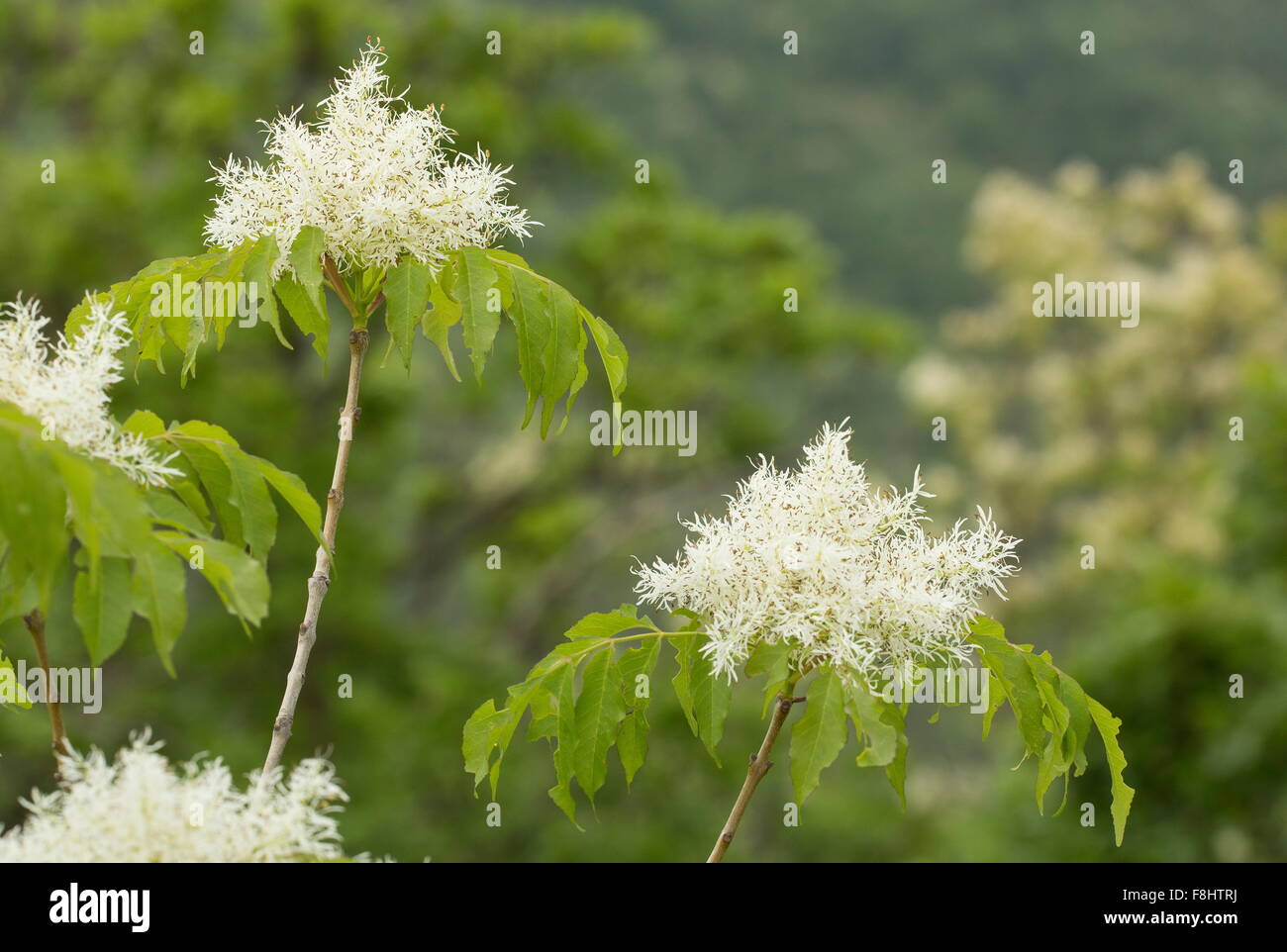 Manna Ash, Fraxinus ornus, in flower in spring, Apennines Stock Photo ...