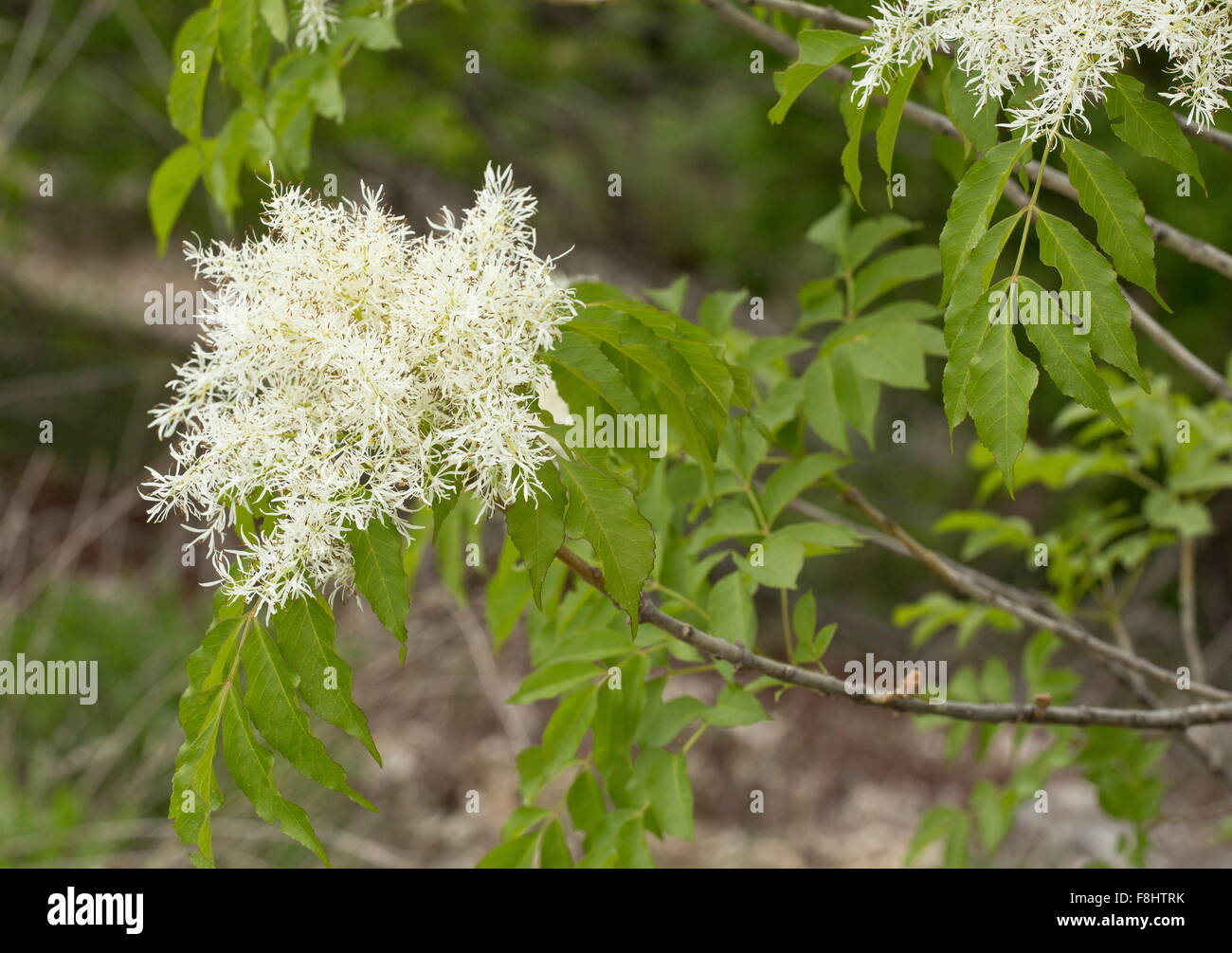 Fraxinus Ornus Flower