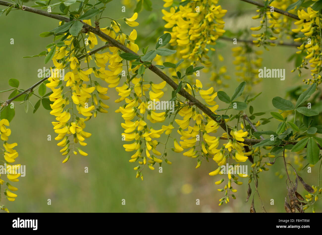 Wild laburnum Laburnum anagyroides in flower, Apennines, Italy Stock ...