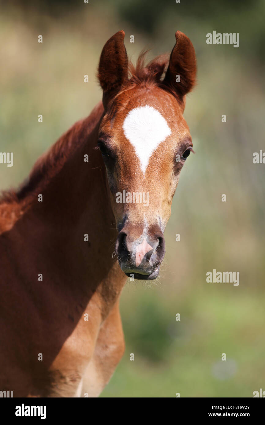 Head shot of an arabian horse on natural background Stock Photo - Alamy