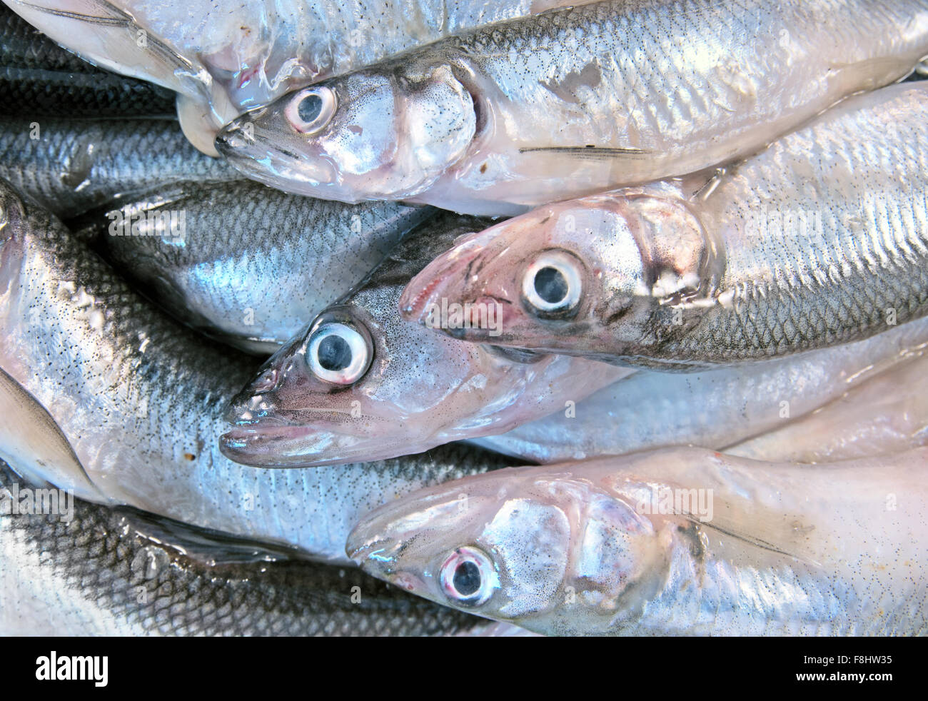 Sea smelt hi-res stock photography and images - Alamy