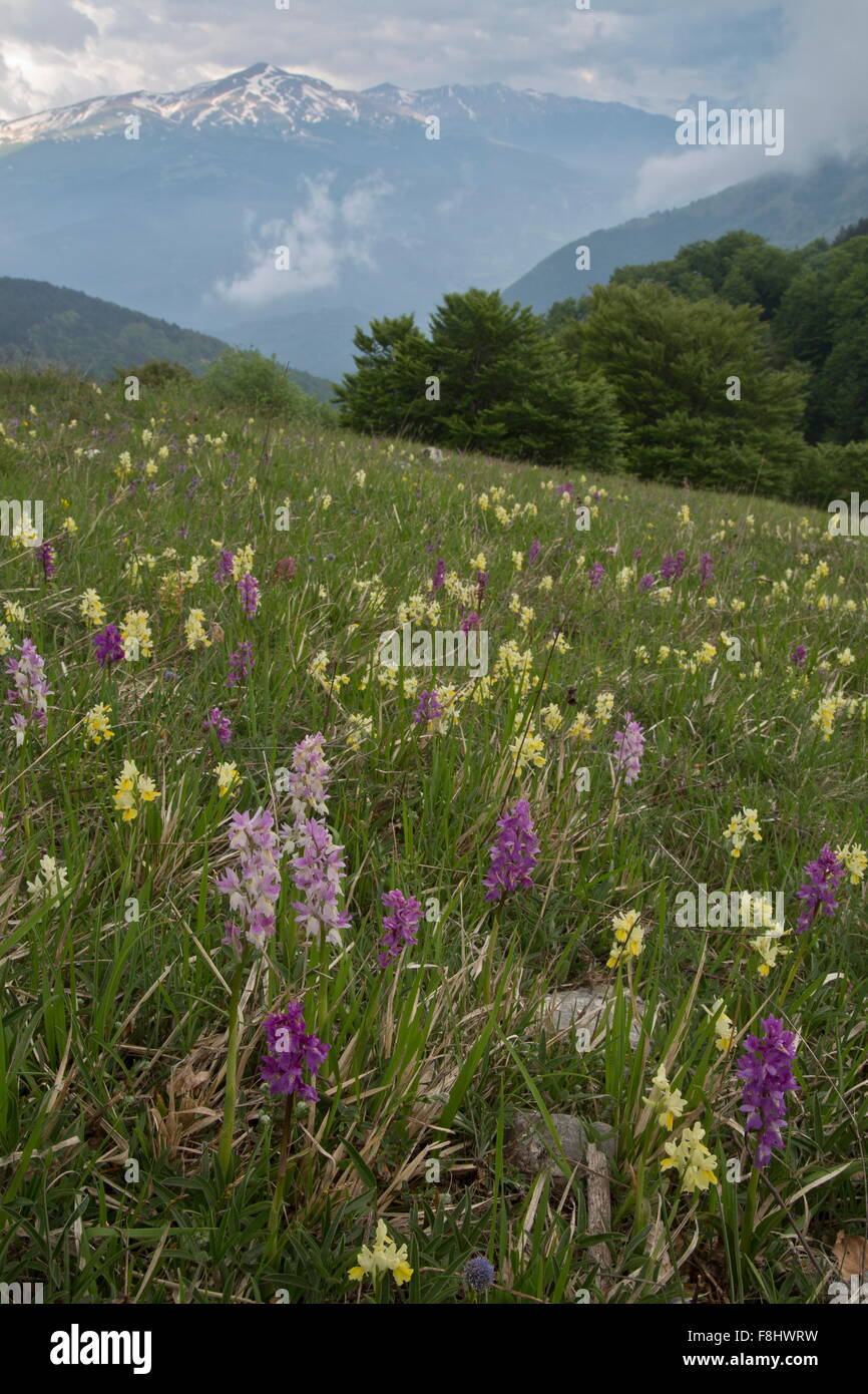 Masses of orchids on mountain hillside, Few-flowered orchids, Early ...