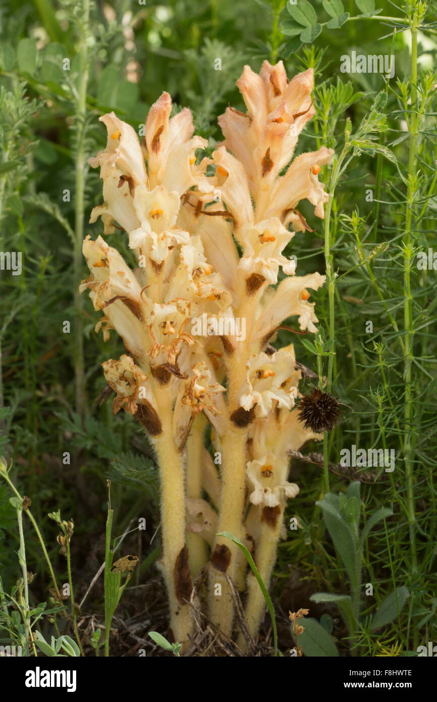 Parasitic plant broomrape wildflower hi-res stock photography and ...
