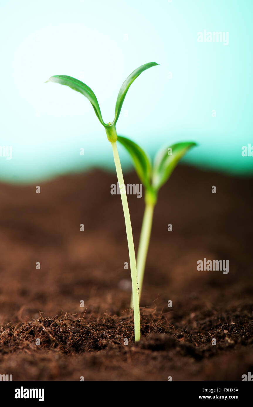 Green seedling illustrating concept of new life Stock Photo - Alamy