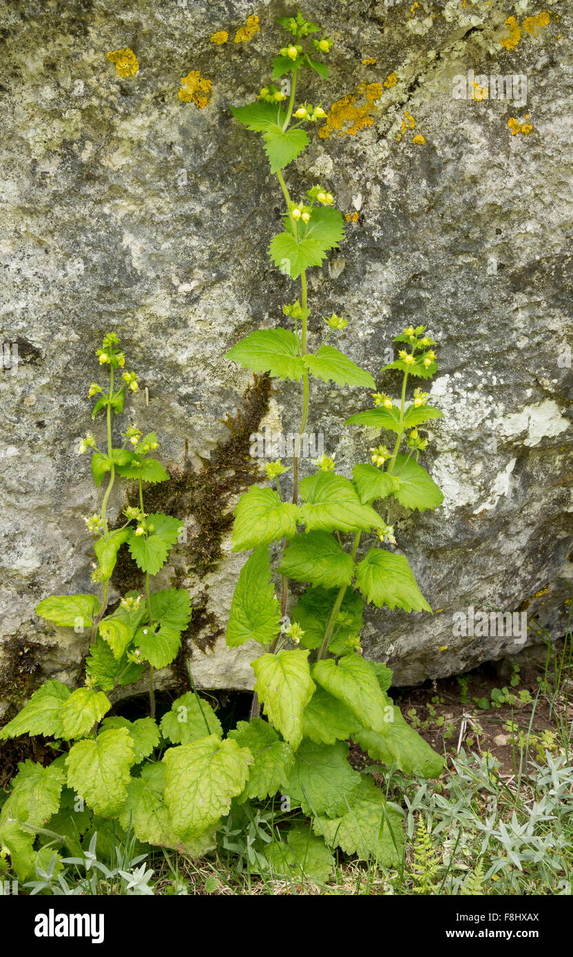 Yellow figwort, Scrophularia vernalis in flower on limestone cliff ...