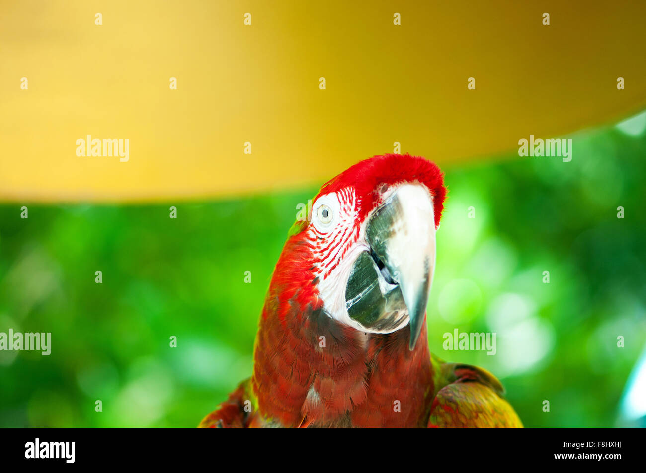 Colourful parrot bird sitting on the perch Stock Photo - Alamy