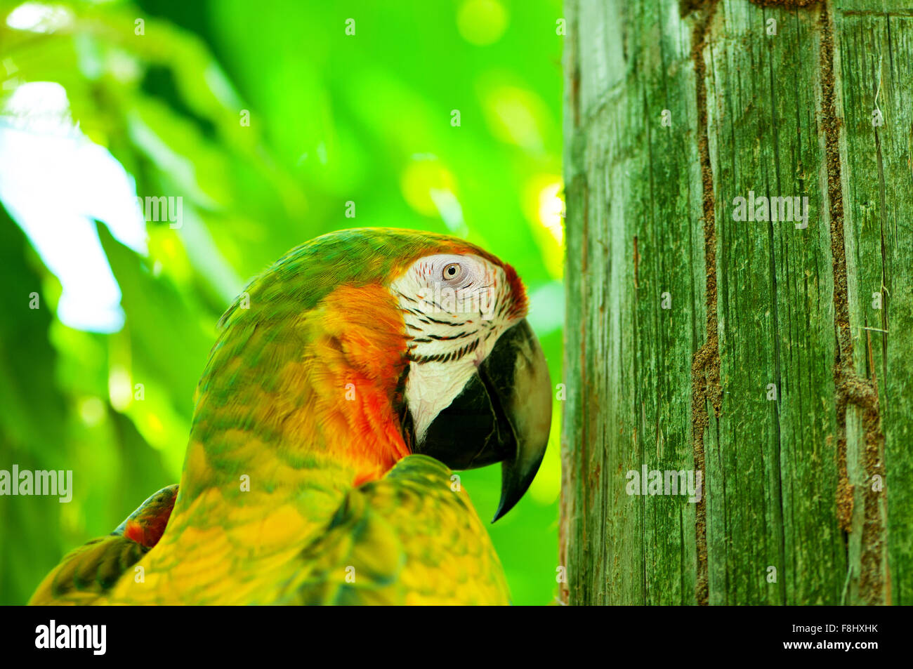 Colourful parrot bird sitting on the perch Stock Photo - Alamy