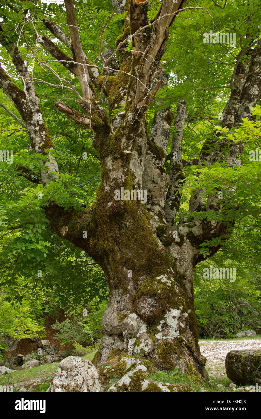 Ancient pollard beech tree in Valle Fiorita, Abruzzo National Park ...
