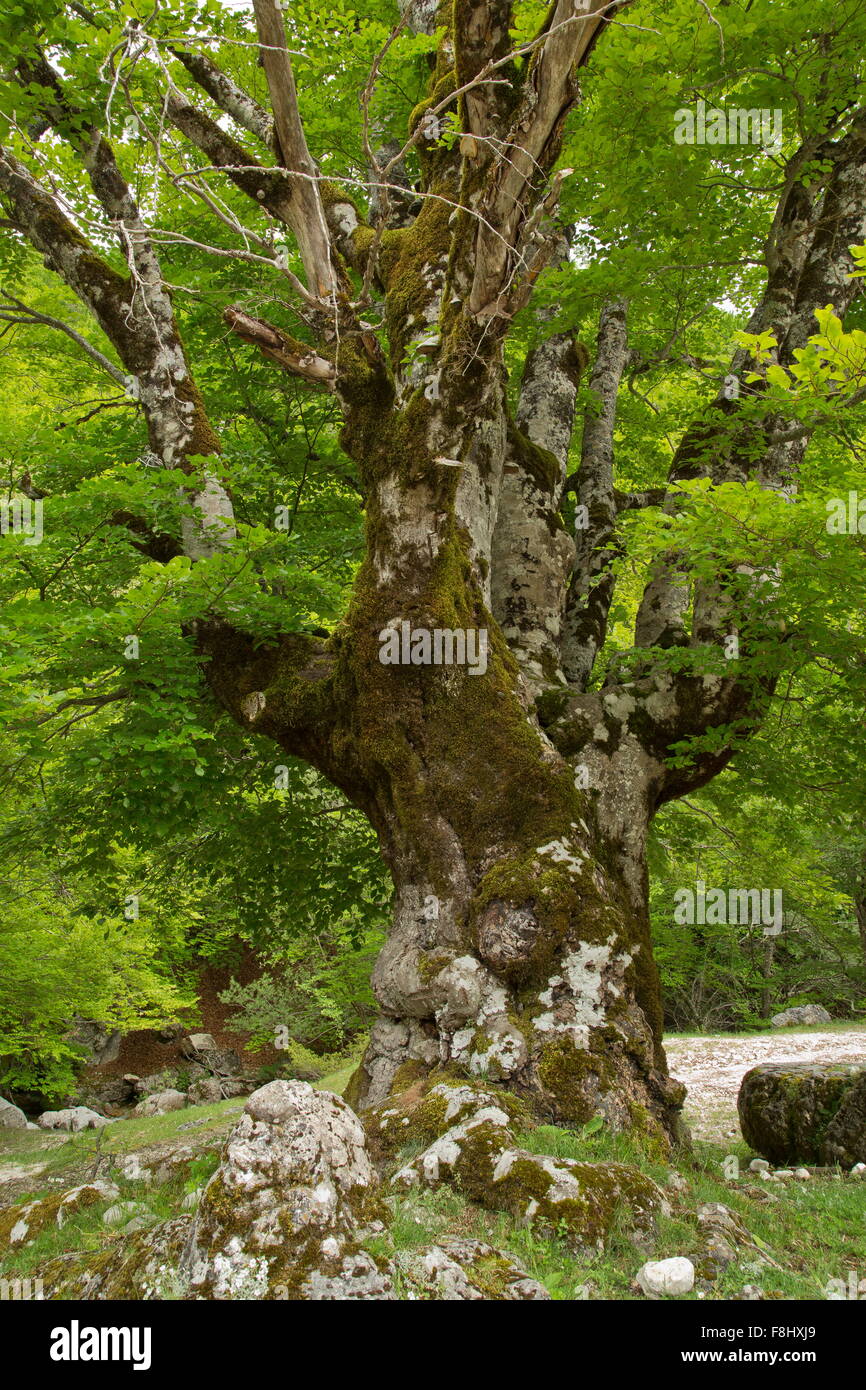 Pollarded beech tree hi-res stock photography and images - Alamy