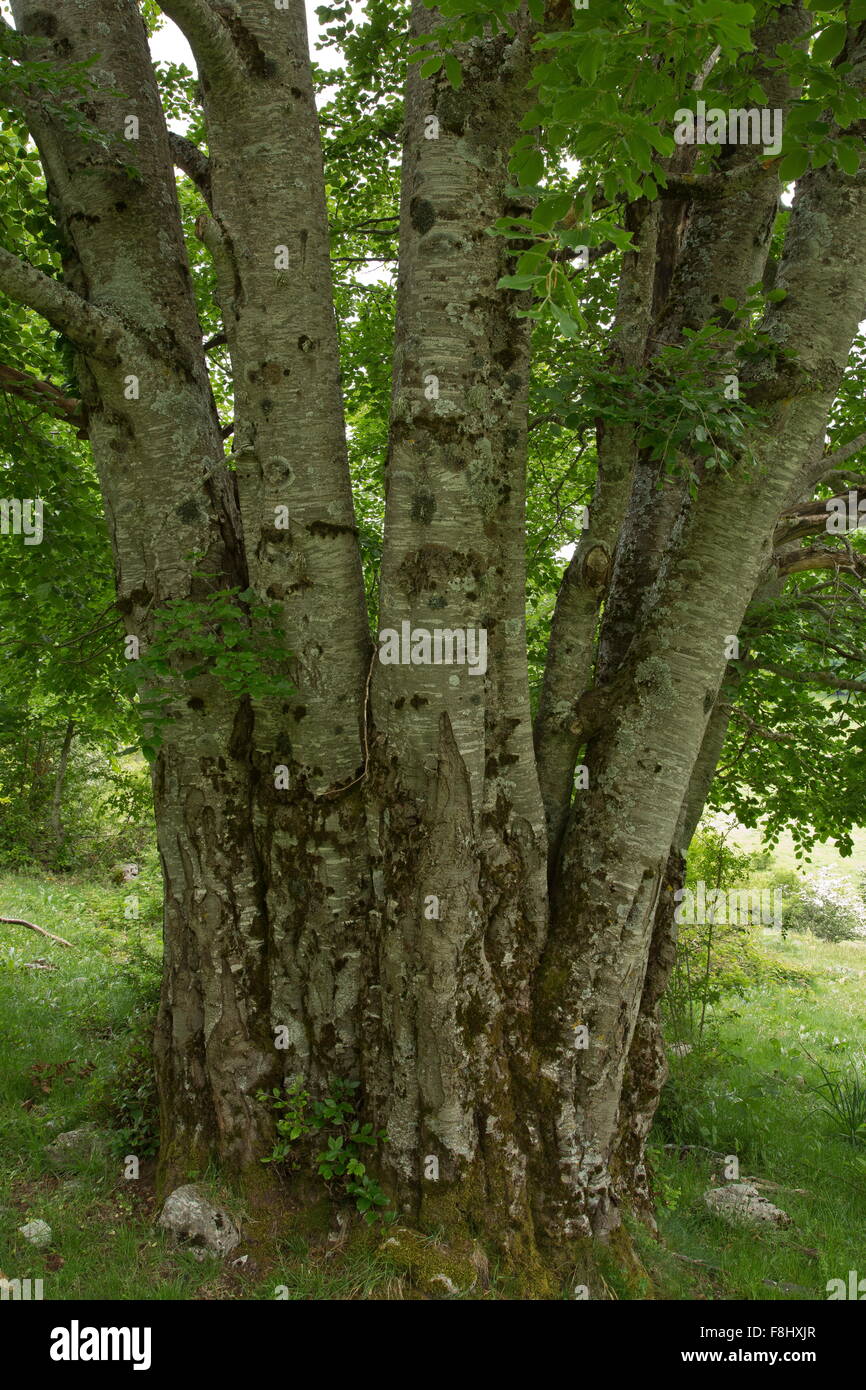 Ancient coppiced beech tree in Abruzzo National Park, Apennines, Italy ...