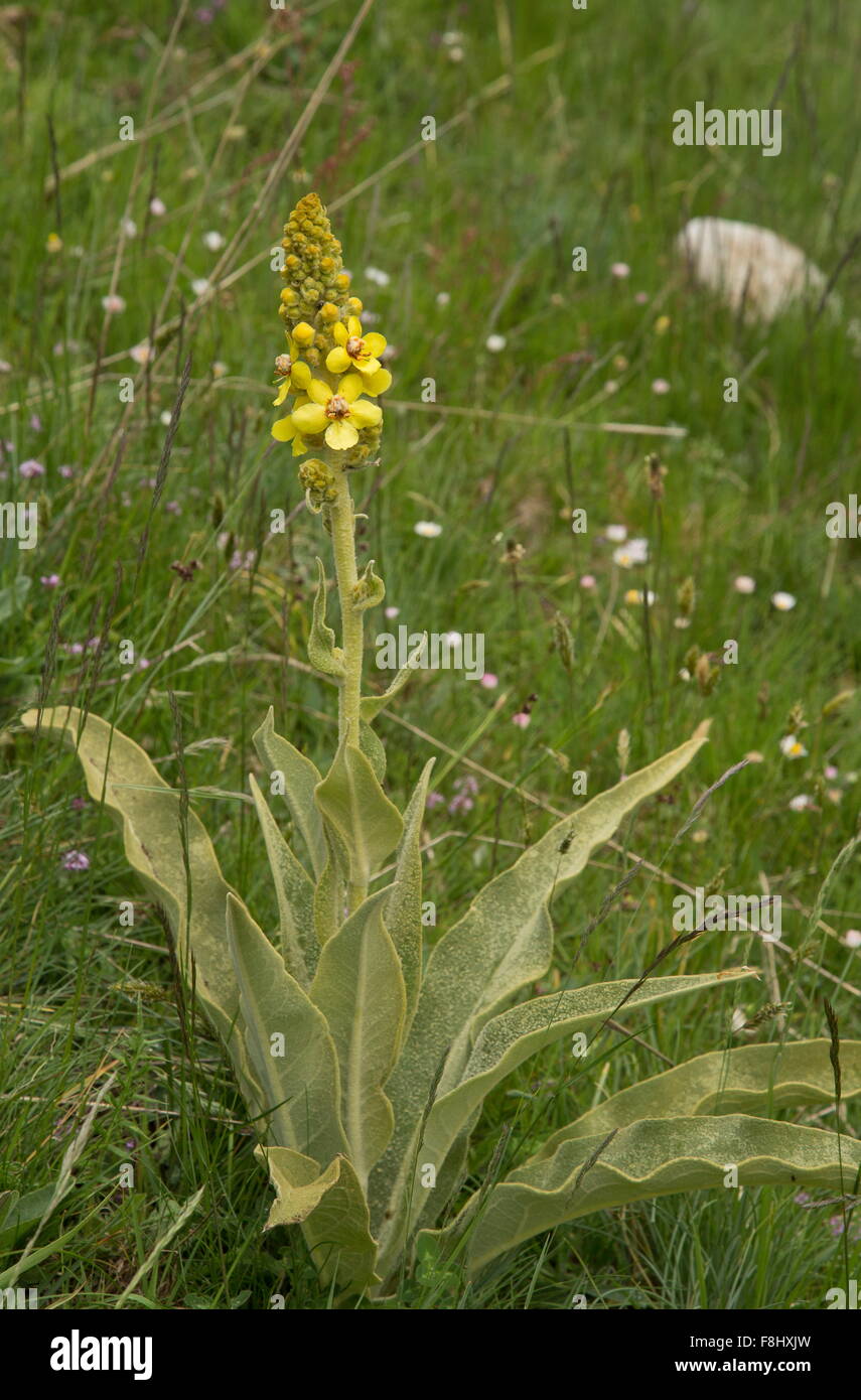 Mullein plant in national hi-res stock photography and images - Alamy