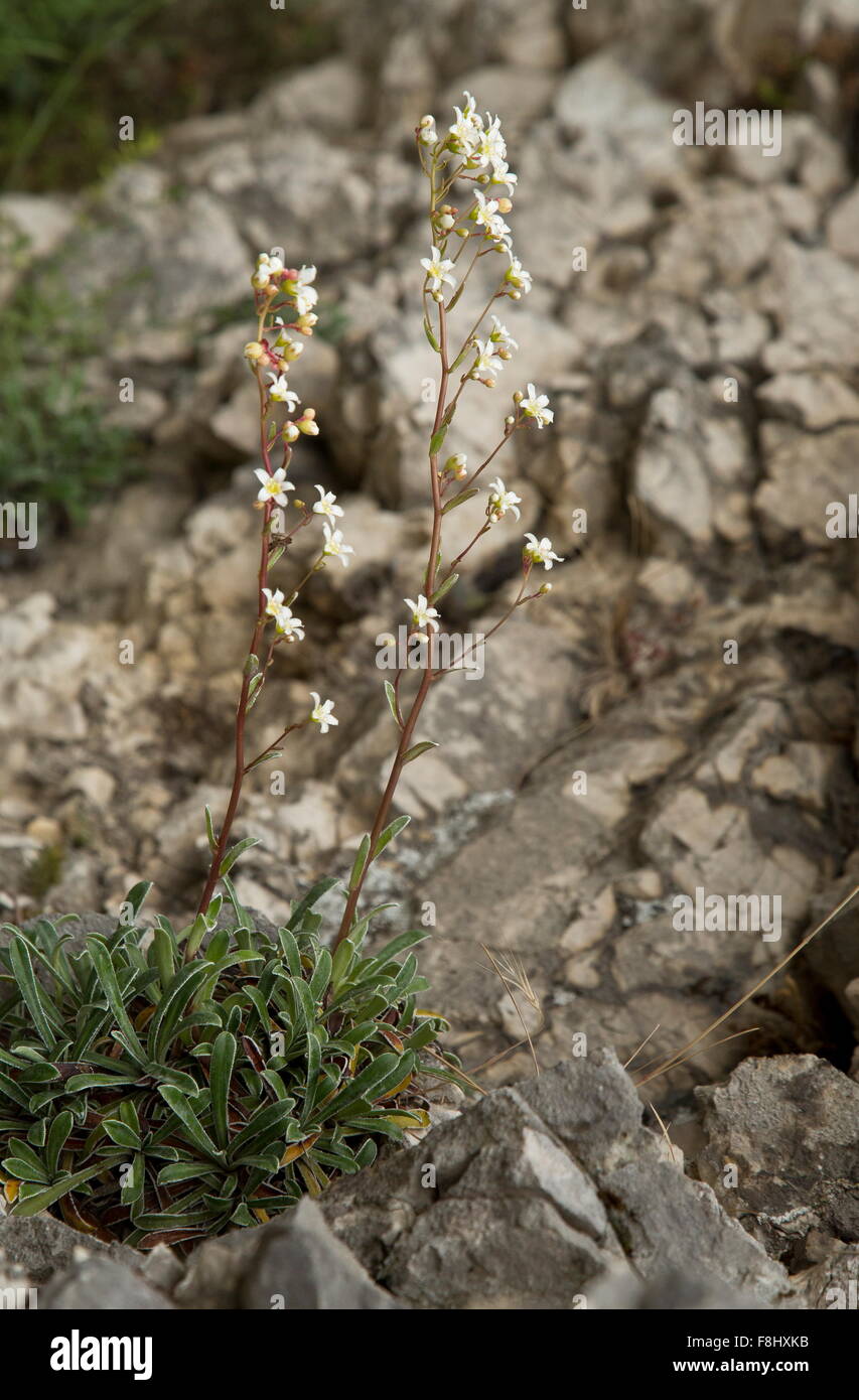 Limestone saxifrage, Saxifraga callosa, on limestone cliffs in the Golu ...