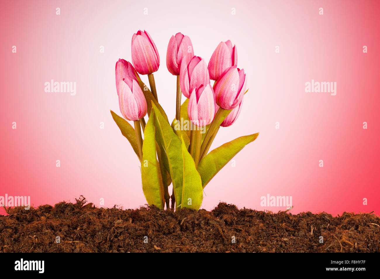 Colourful tulip flowers growing in the soil Stock Photo - Alamy