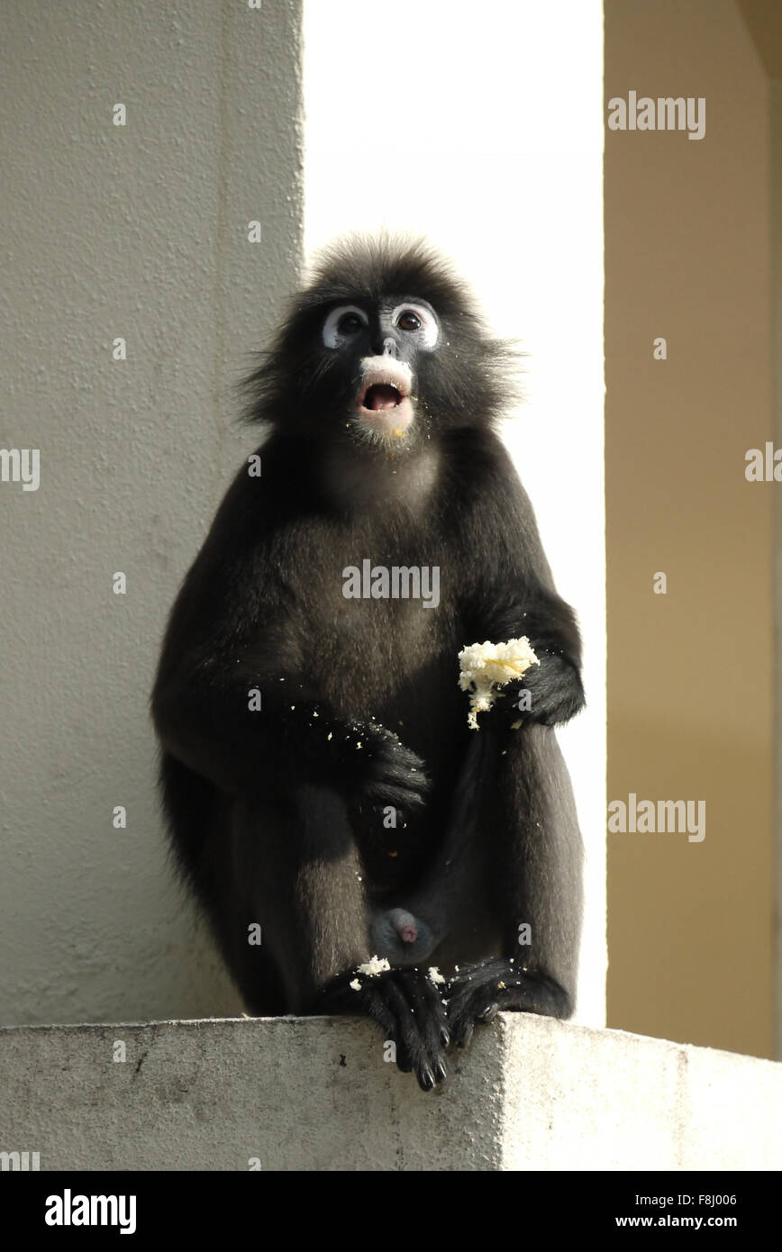 Portrait of a Dusky Leaf Monkey Stock Photo - Alamy