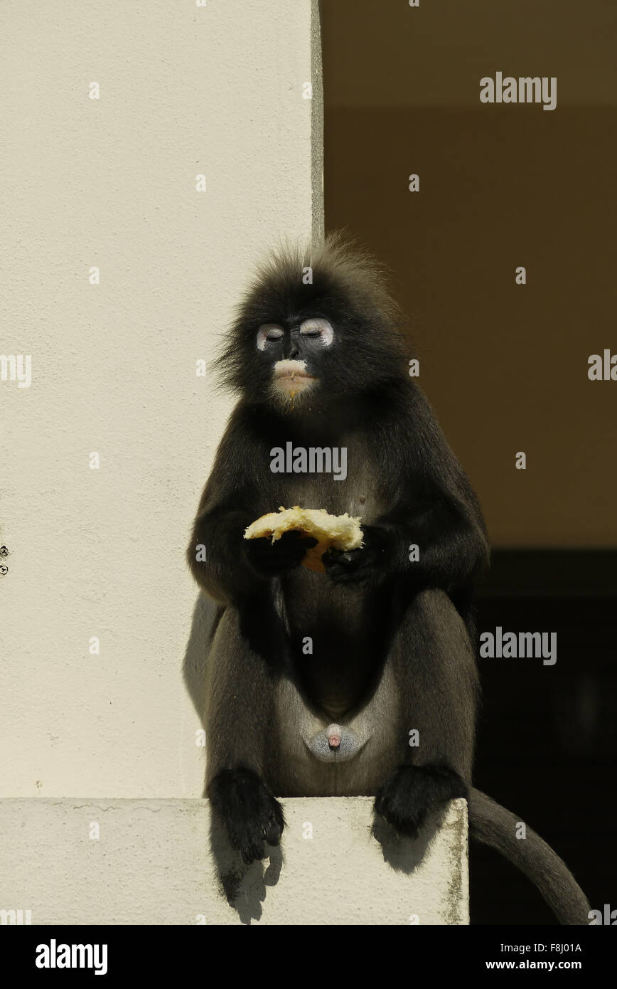Portrait of a Dusky Leaf Monkey Stock Photo - Alamy