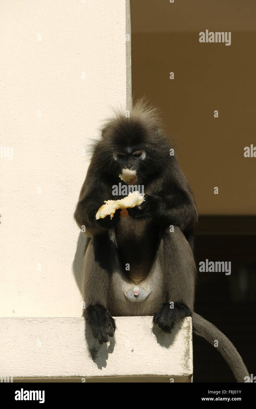 Portrait of a Dusky Leaf Monkey Stock Photo - Alamy