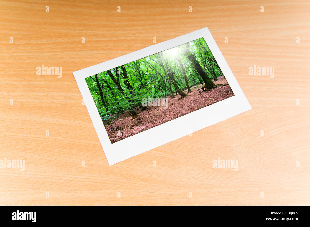 Forest on the picture frames Stock Photo - Alamy