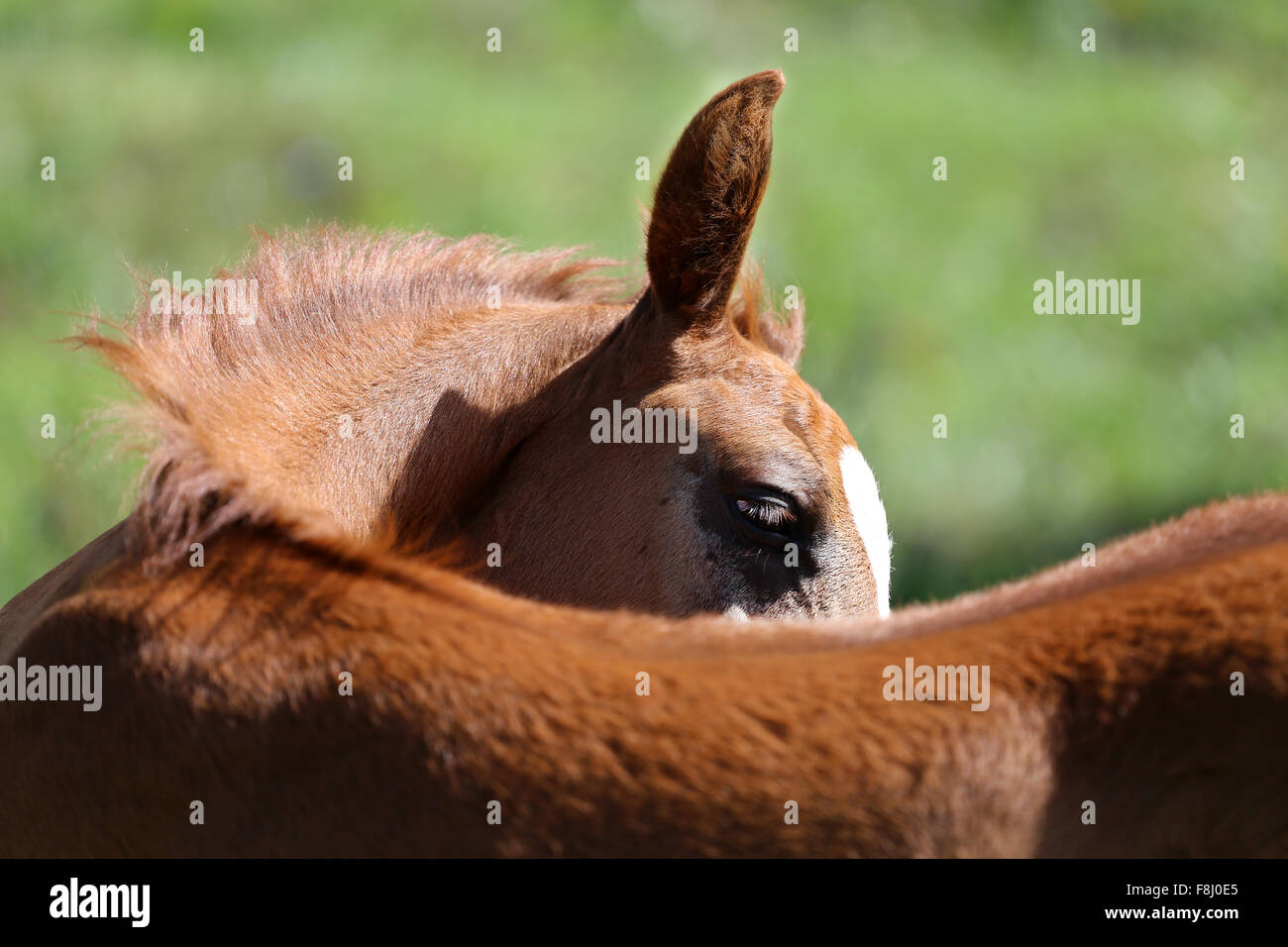 Close up of a cute arabian breed foal Stock Photo - Alamy