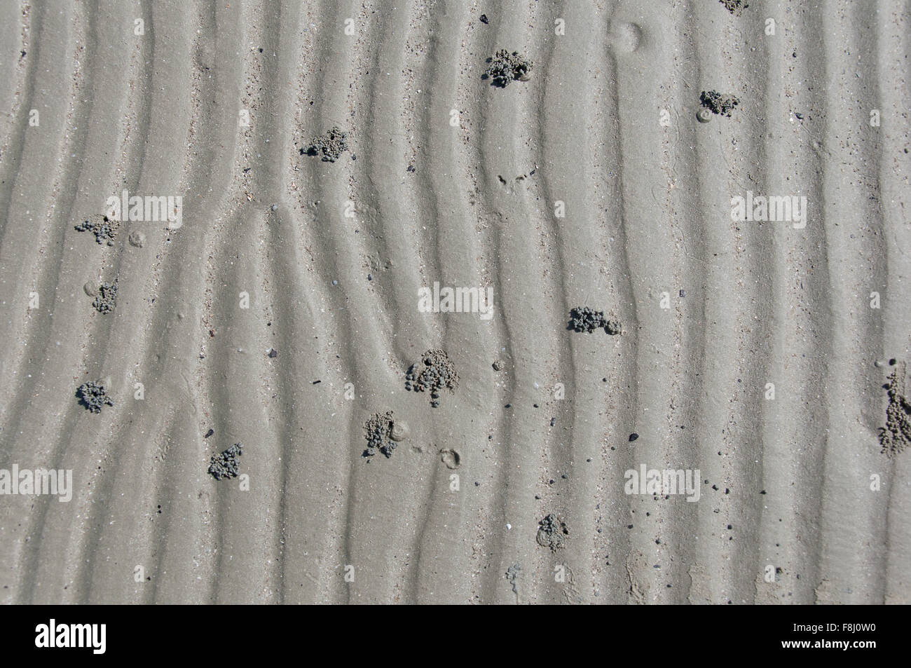 channel sand, wet sand during low water on beach Stock Photo - Alamy