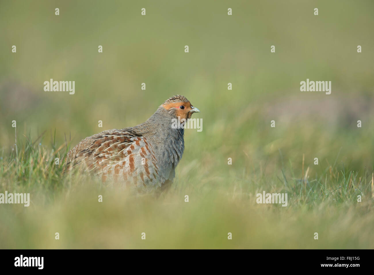 Attentive Grey partridge / Rebhuehner ( Perdix perdix ) sits in grass ...