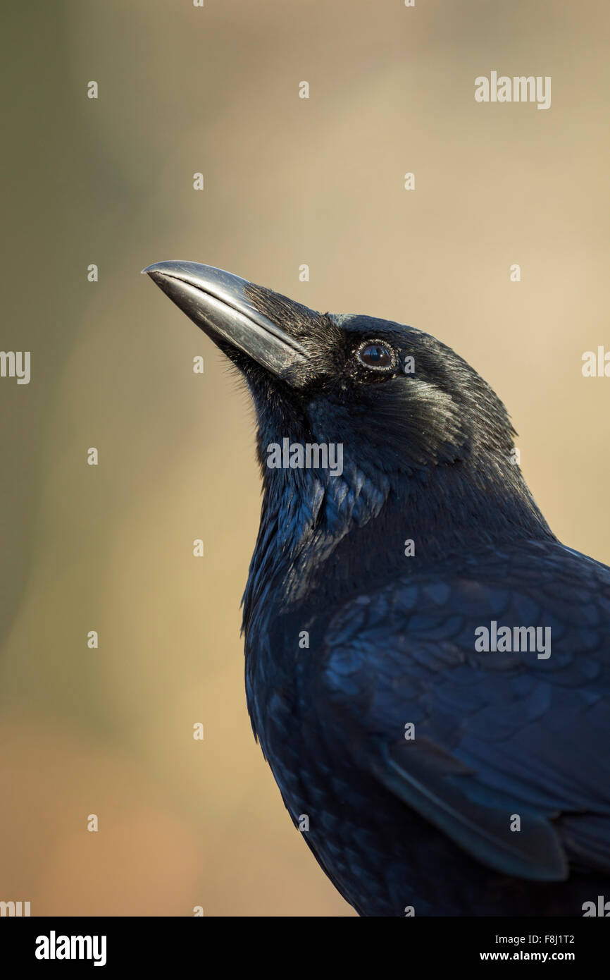 Nice head Portrait of Carrion Crow / Rabenkraehe ( Corvus corone ) in ...