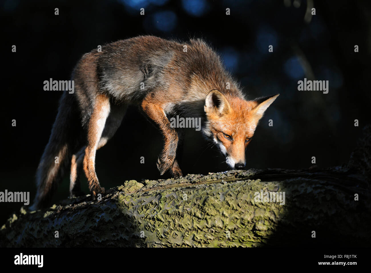 Red Fox / Rotfuchs ( Vulpes vulpes ) walks, balances over a tree trunk ...