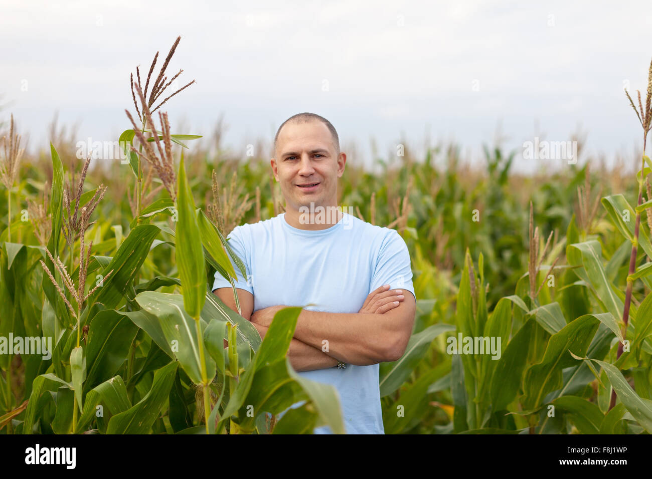 man standing in field of corn Stock Photo - Alamy