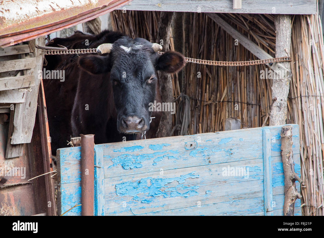 Russian black cow Stock Photo - Alamy