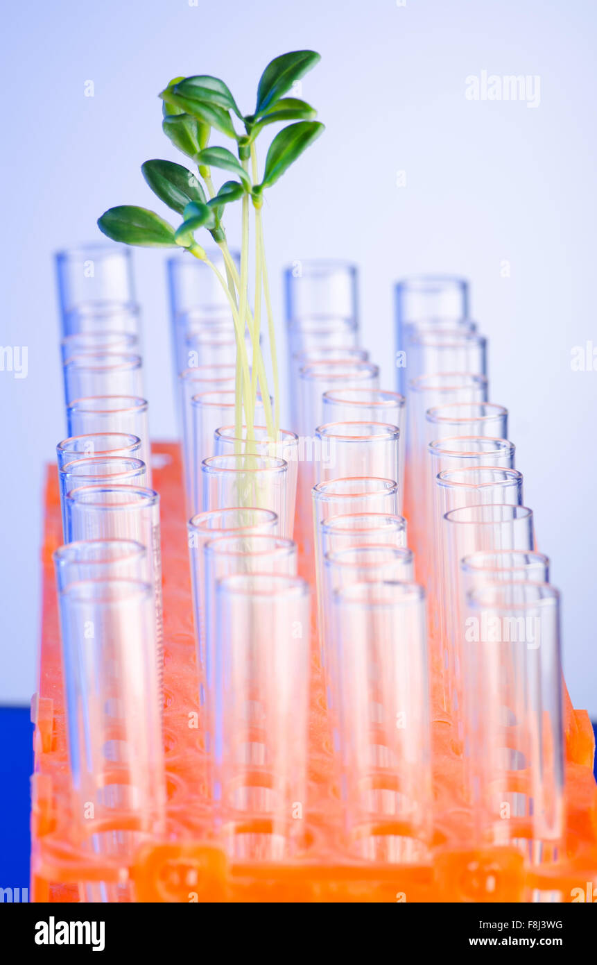 Lab experiment with green leaves Stock Photo - Alamy
