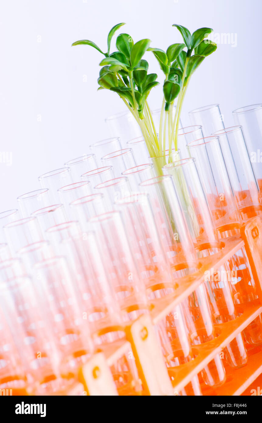 Lab experiment with green seedlings Stock Photo - Alamy