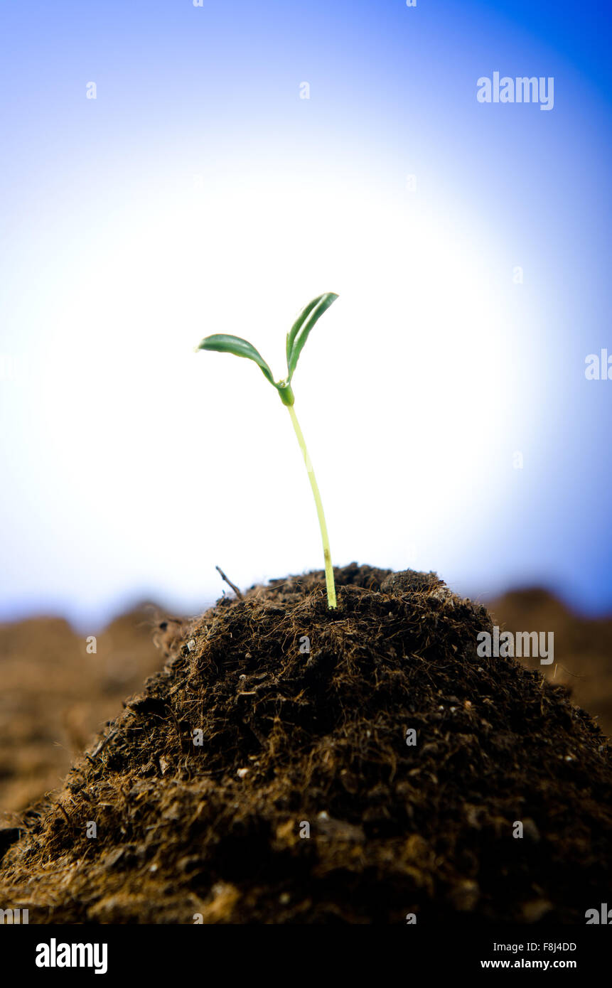 Green seedlings in new life concept Stock Photo - Alamy