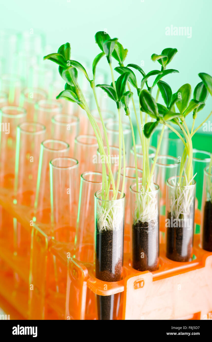 Experiment with green seedlings in the lab Stock Photo - Alamy