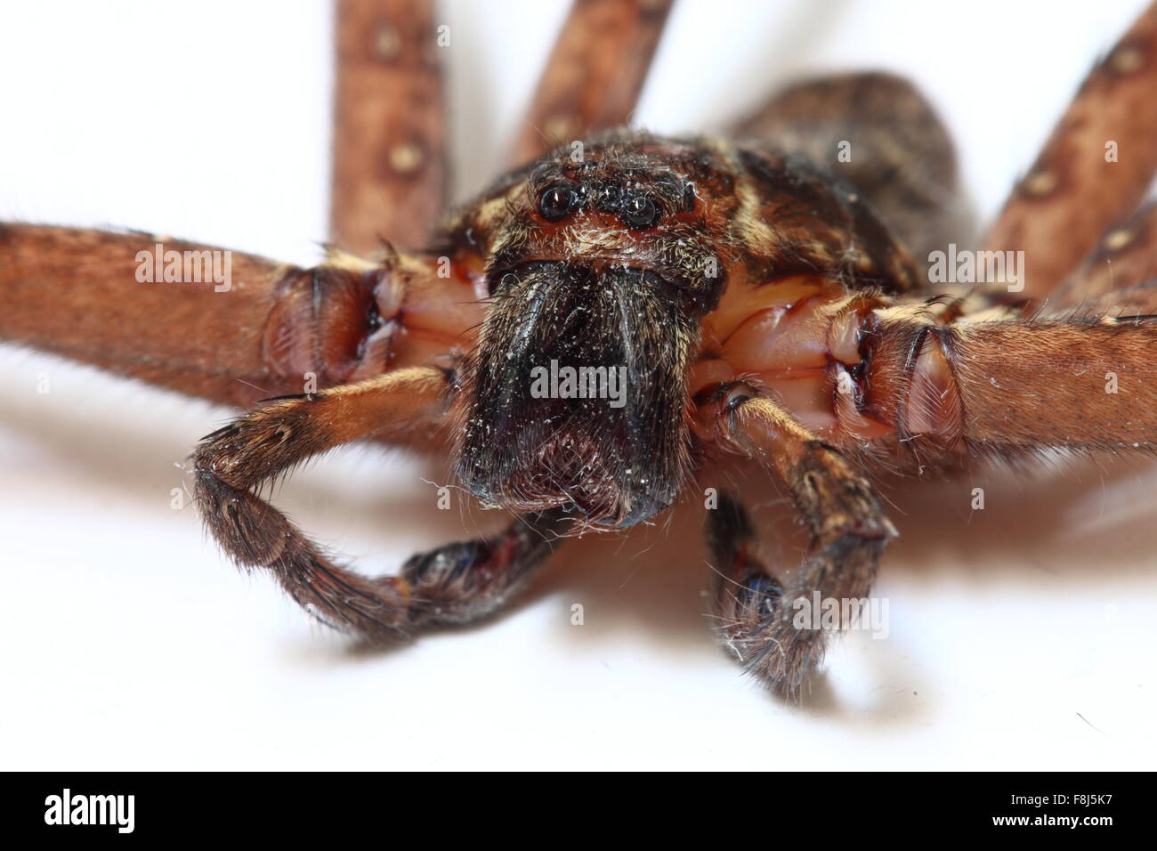 Heteropoda venatoria spider Stock Photo - Alamy