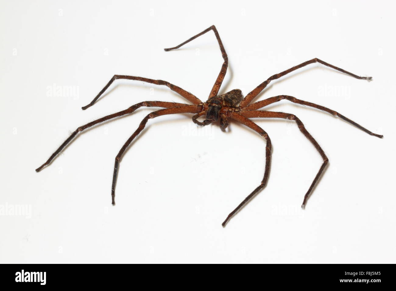 Heteropoda venatoria spider Stock Photo - Alamy