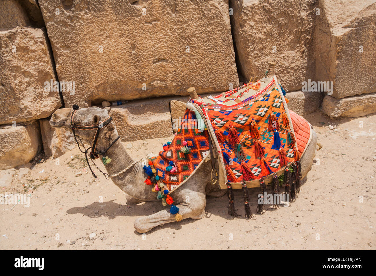 Camel and pyramids of Giza in Egypt Stock Photo - Alamy