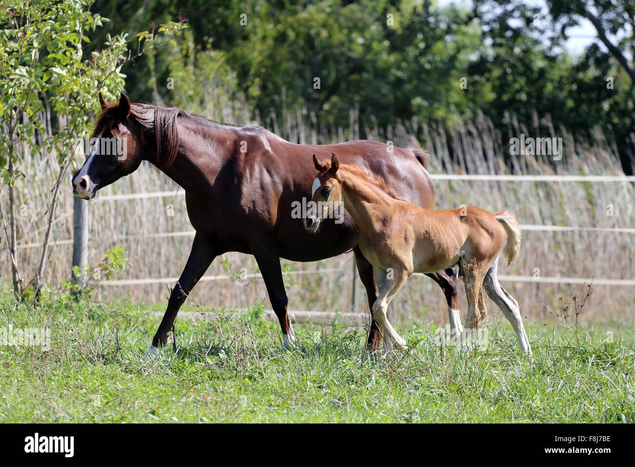 Mare and foal canter are together on meadow Stock Photo - Alamy