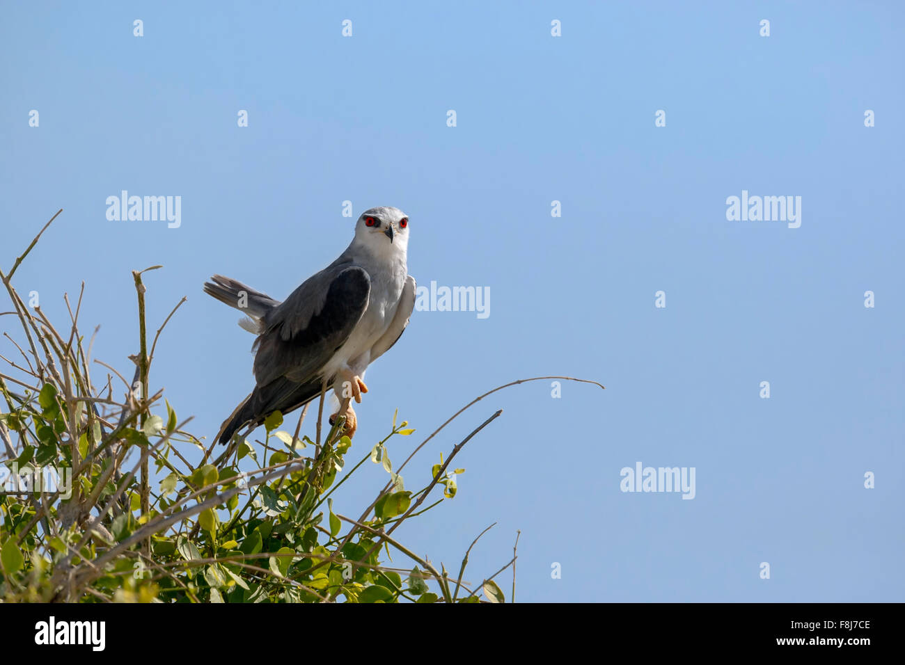 Black-shouldered Kite (Elanus axillaris) sitting on a tree in Etosha ...