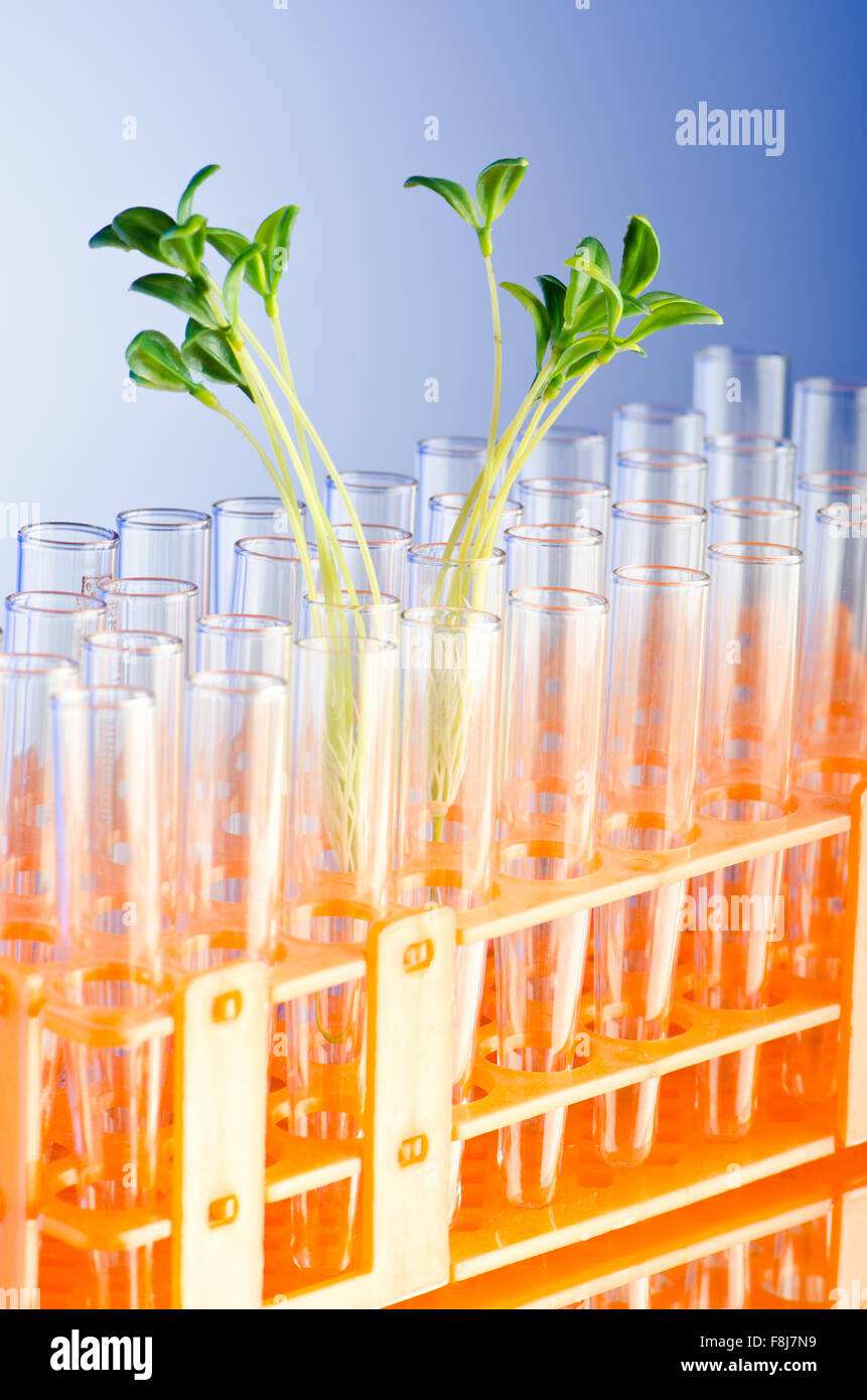 Experiment with green seedlings in the lab Stock Photo - Alamy