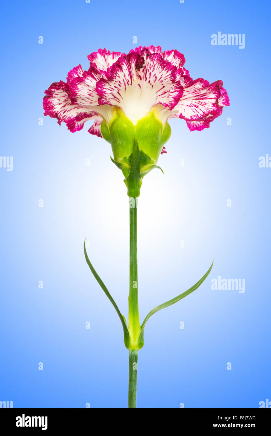 Red carnation against gradient Stock Photo - Alamy