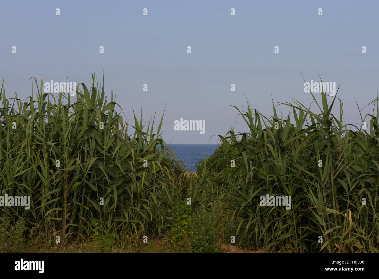 Plants and sea in background as a triangle shape Stock Photo - Alamy